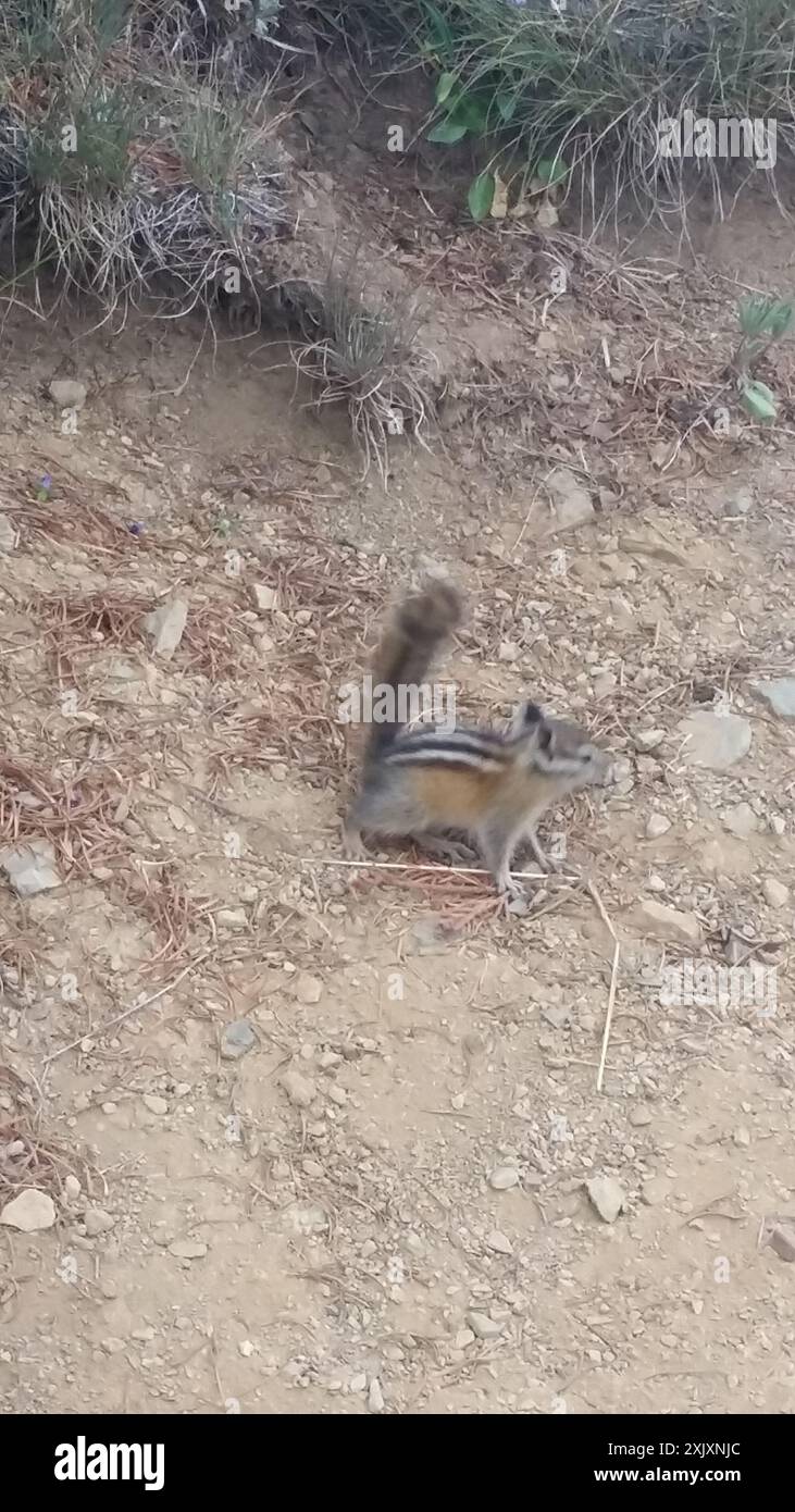 Olympic Chipmunk (Neotamias amoenus caurinus) Mammalia Stock Photo - Alamy