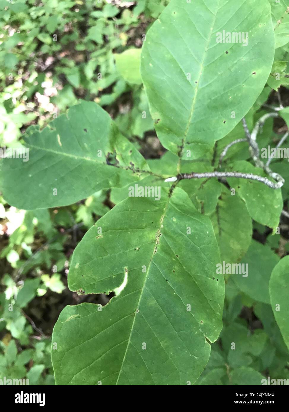 Cucumber-tree (Magnolia acuminata) Plantae Stock Photo - Alamy