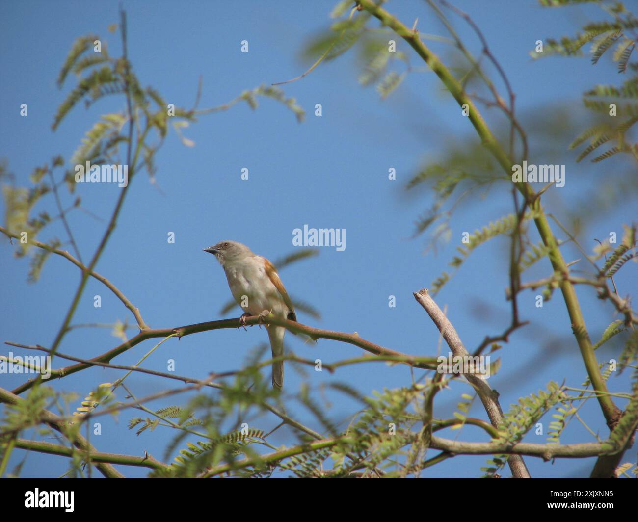 Northern Grey-headed Sparrow (Passer griseus) Aves Stock Photo - Alamy