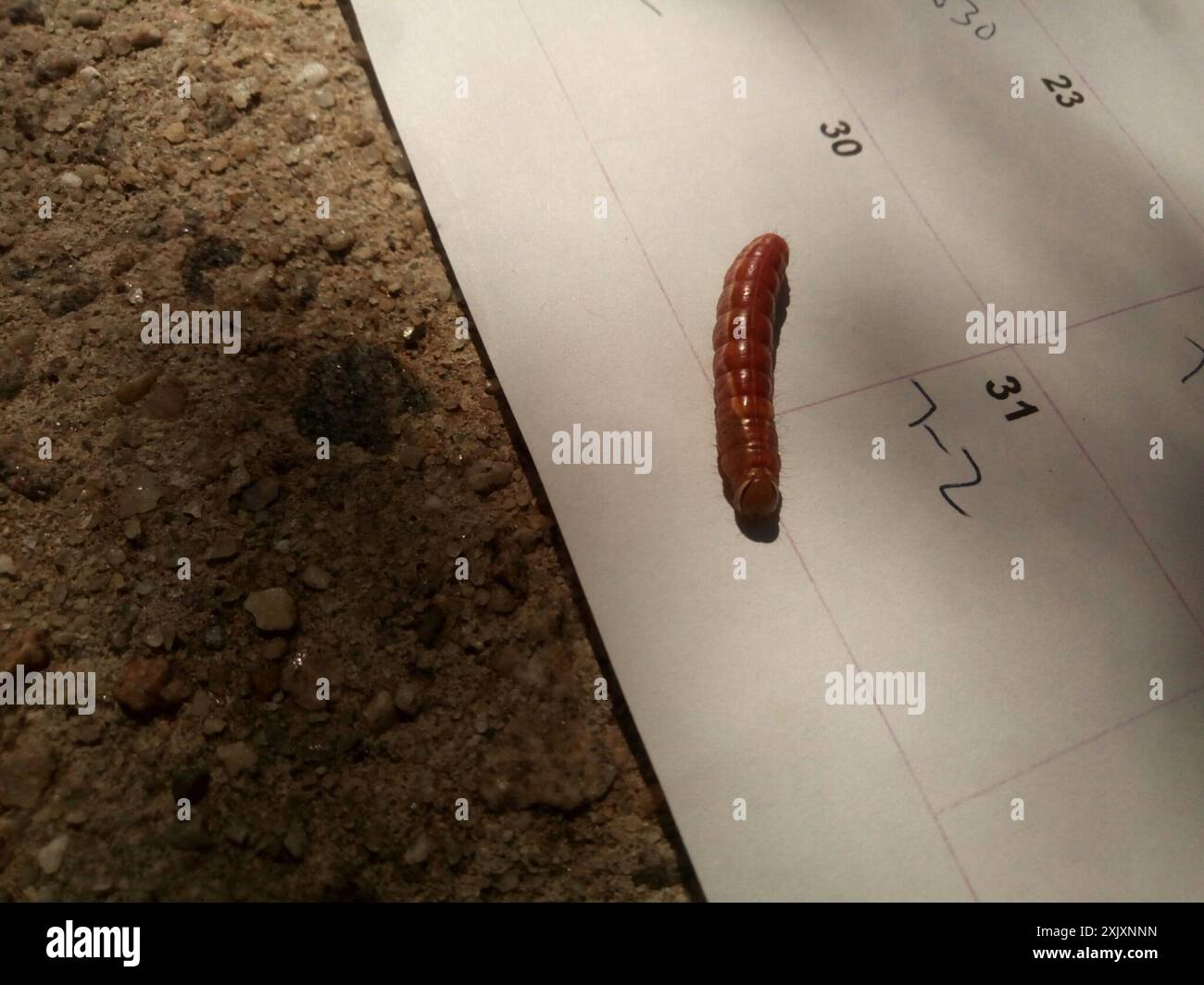 Variable Oakleaf Caterpillar Moth (Lochmaeus manteo) Insecta Stock ...