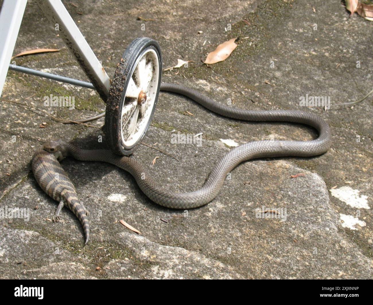 Eastern Brown Snake (Pseudonaja textilis) Reptilia Stock Photo - Alamy
