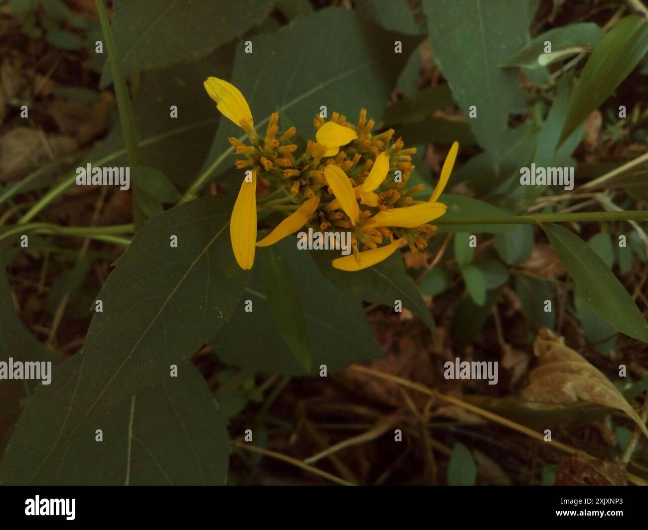 Yellow Crownbeard (Verbesina occidentalis) Plantae Stock Photo - Alamy