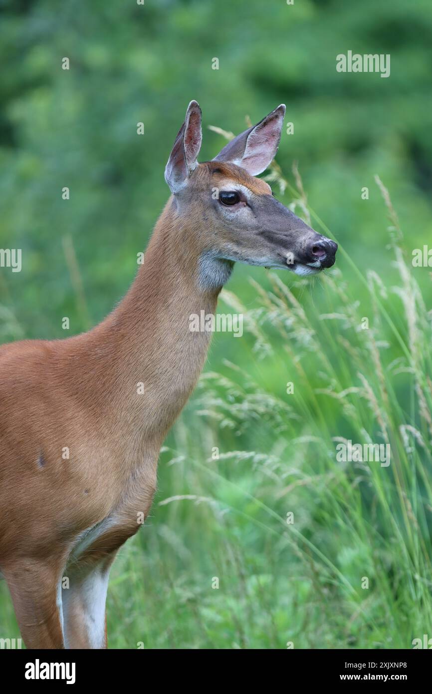 Profile of a whitetail deer Stock Photo - Alamy