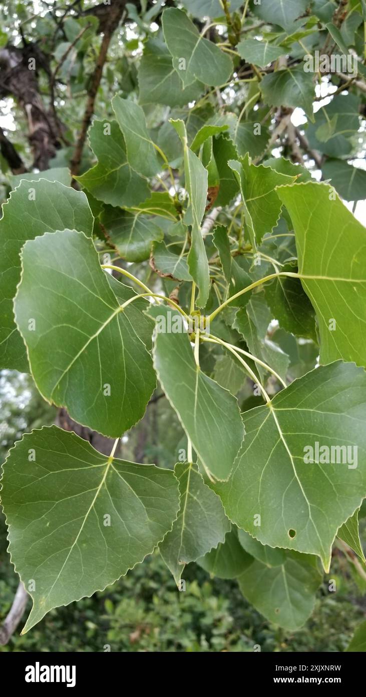 Eastern Cottonwood (Populus deltoides) Plantae Stock Photo - Alamy