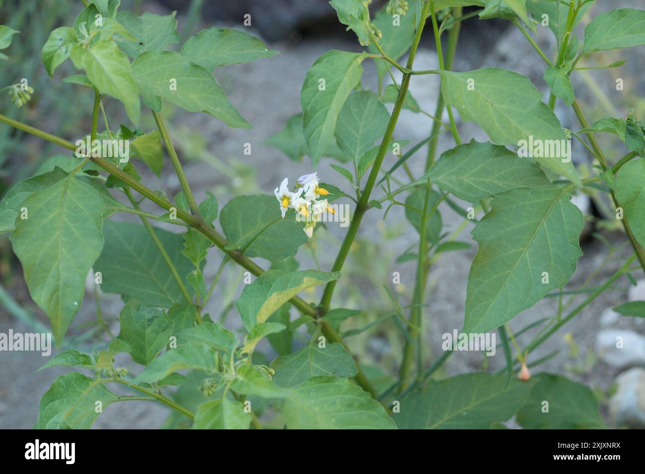 greenspot nightshade (Solanum douglasii) Plantae Stock Photo - Alamy