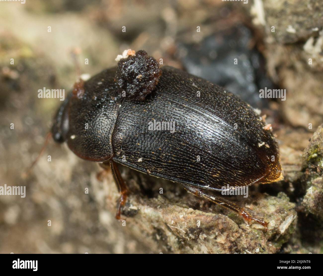 Cryptarcha hi-res stock photography and images - Alamy