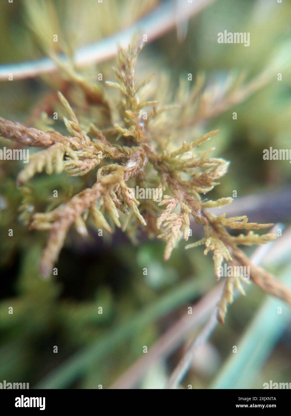 feather mosses (Hypnales) Plantae Stock Photo - Alamy