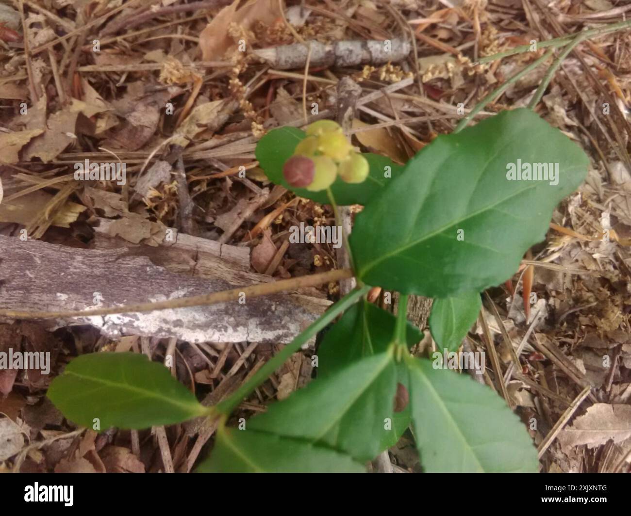 strawberry bush (Euonymus americanus) Plantae Stock Photo - Alamy