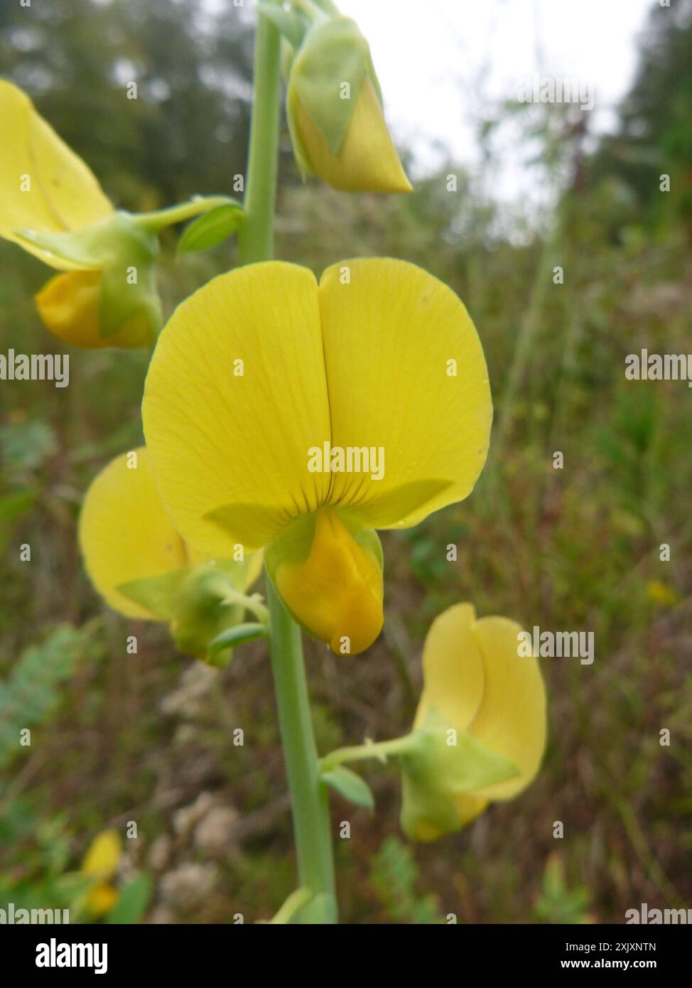 Showy Rattlebox (Crotalaria spectabilis) Plantae Stock Photo - Alamy