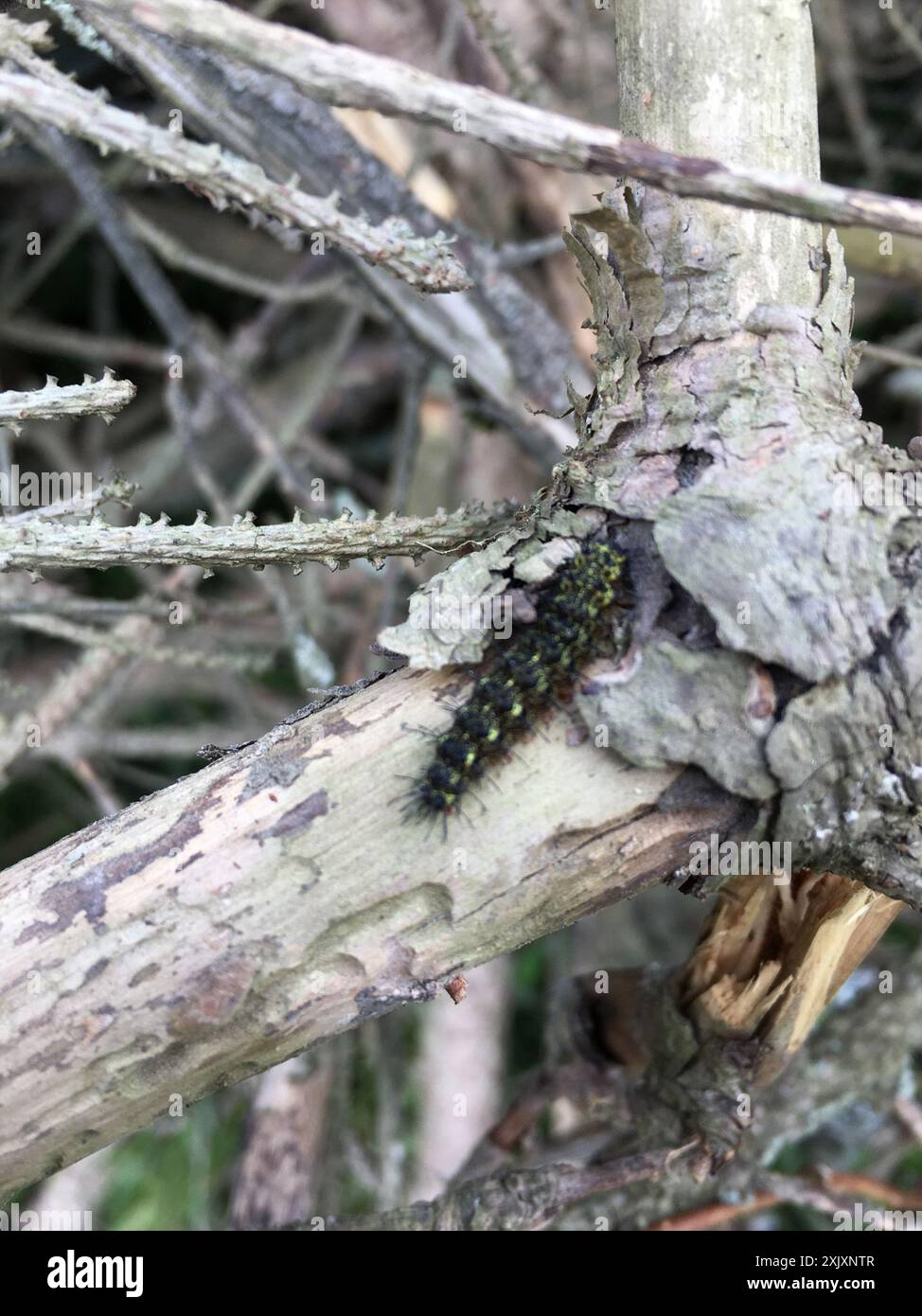 Lichen Moths (Lithosiini) Insecta Stock Photo - Alamy
