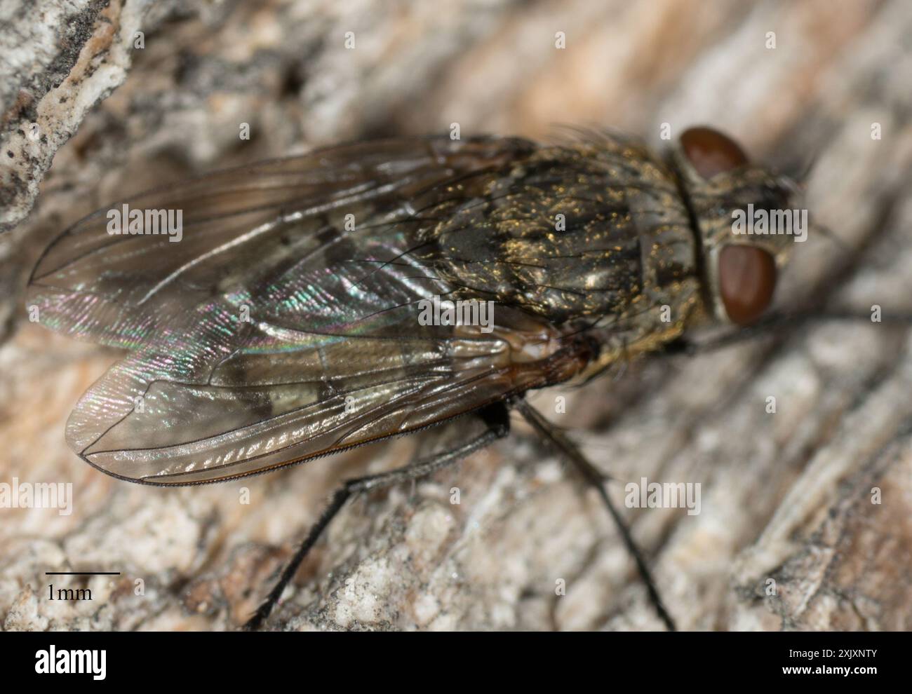 Cluster Flies (Pollenia) Insecta Stock Photo - Alamy