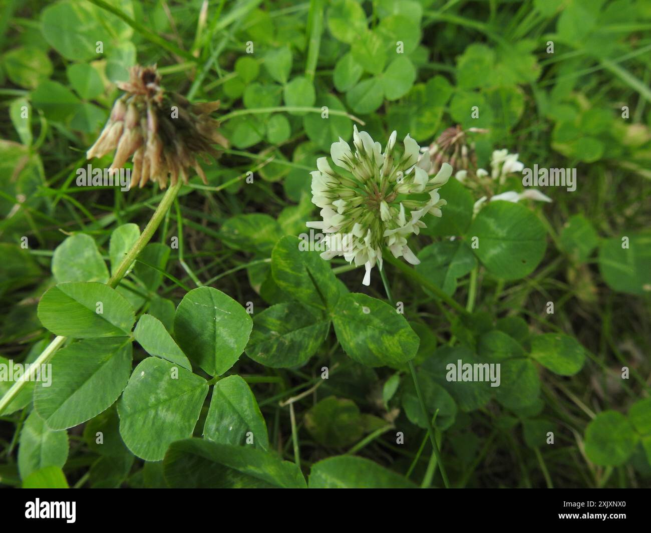 white clover (Trifolium repens) Plantae Stock Photo - Alamy