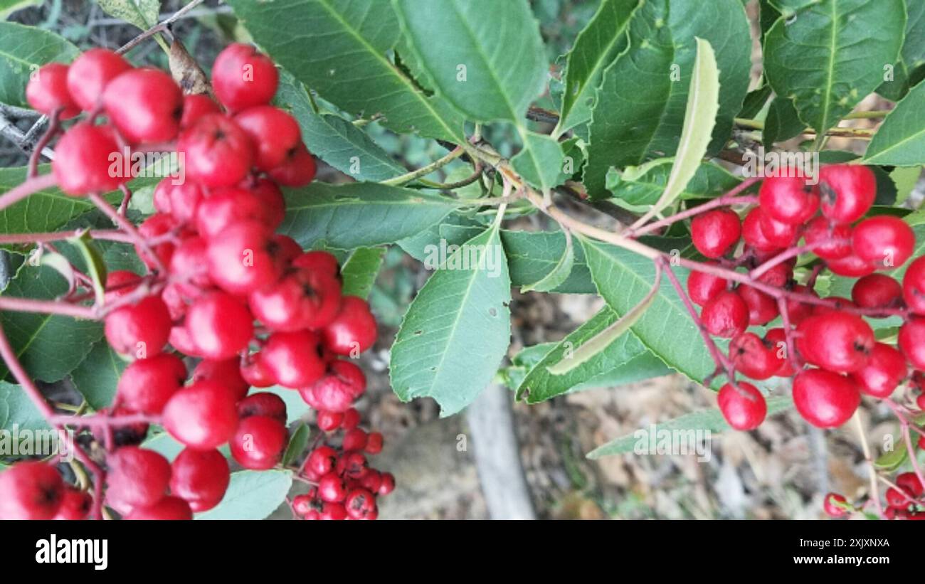 Heteromeles arbutifolia toyon hi-res stock photography and images - Alamy