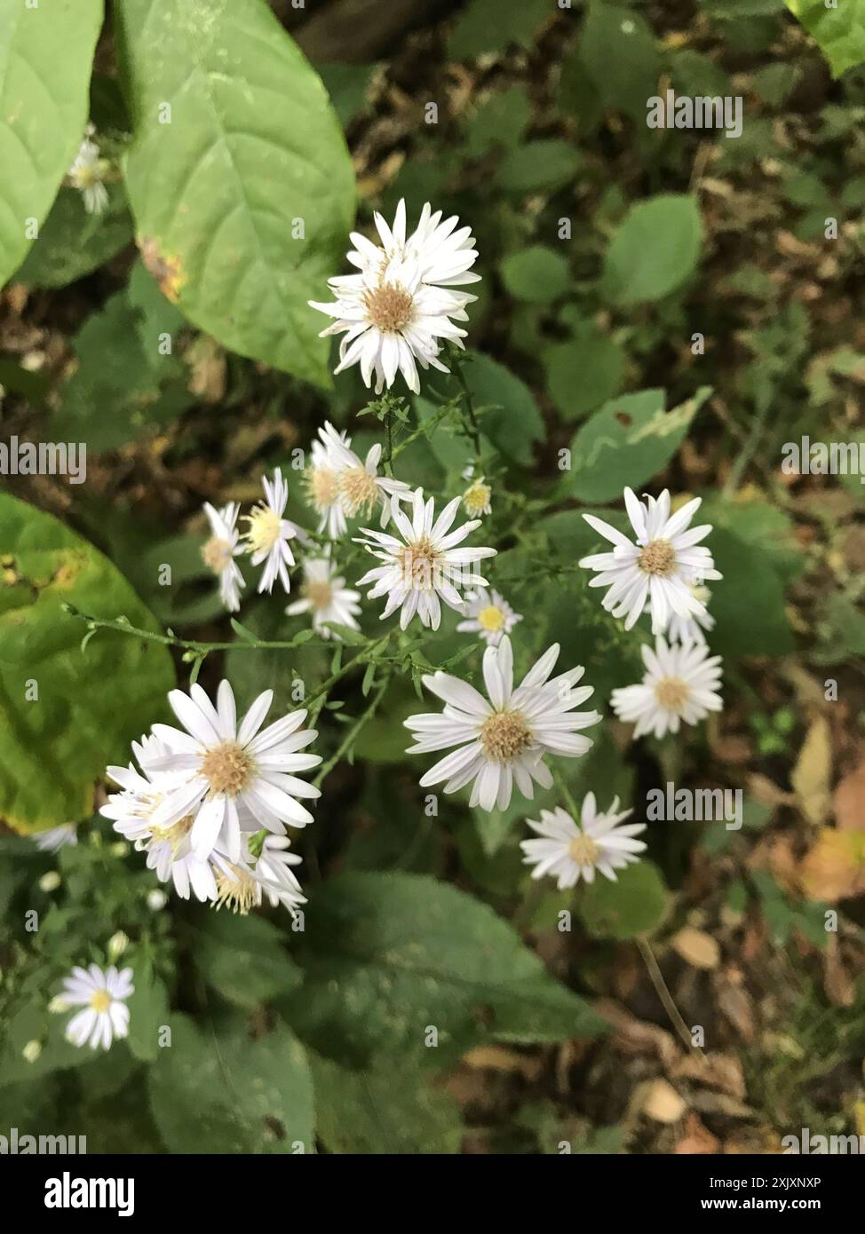 Common Blue Wood Aster (Symphyotrichum cordifolium) Plantae Stock Photo ...