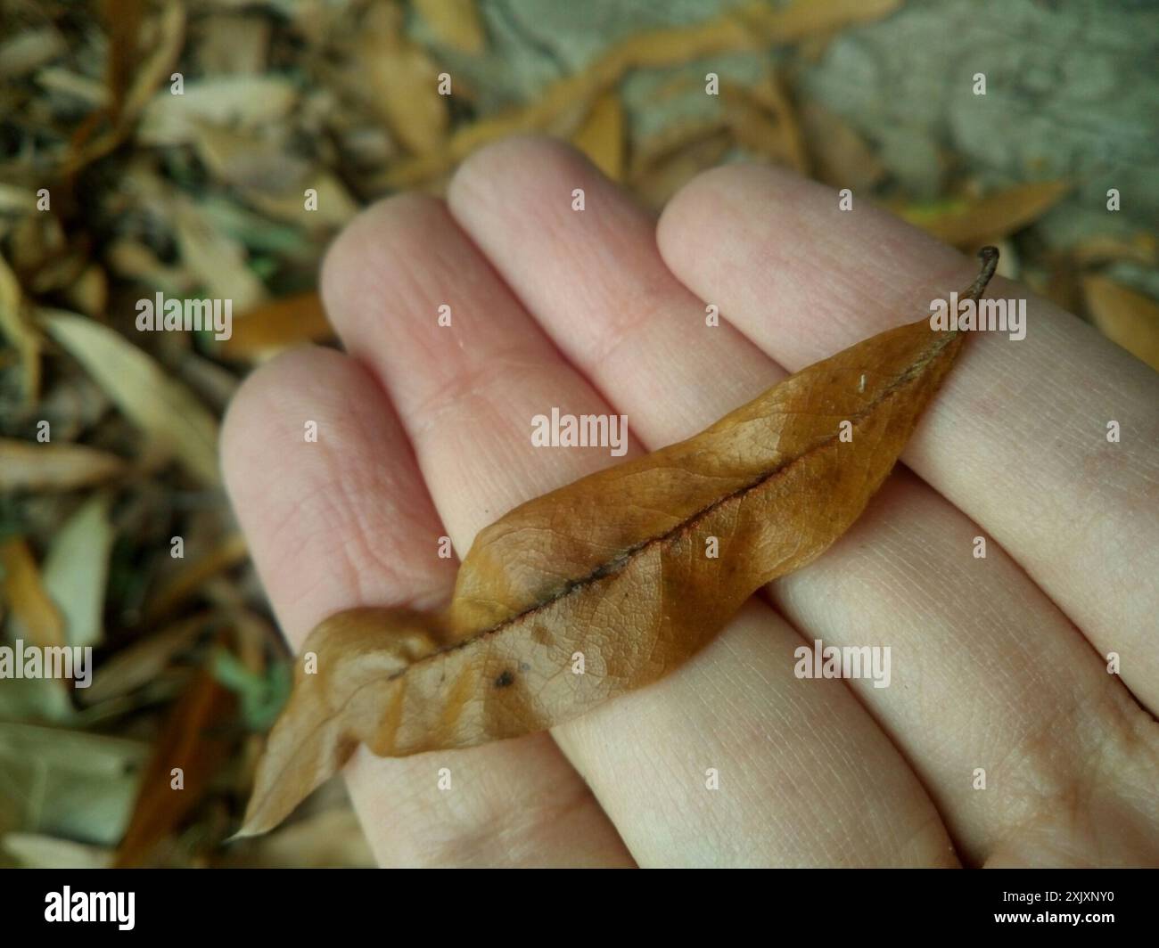 Oak Vein Pocket Gall Midge (Macrodiplosis qoruca) Insecta Stock Photo ...