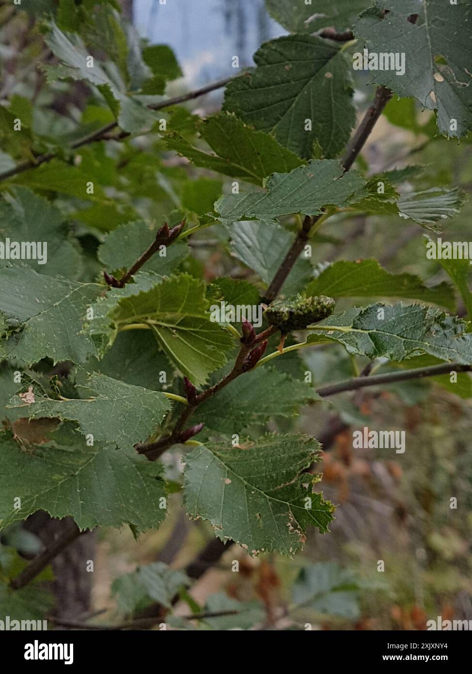 green alder (Alnus alnobetula) Plantae Stock Photo - Alamy
