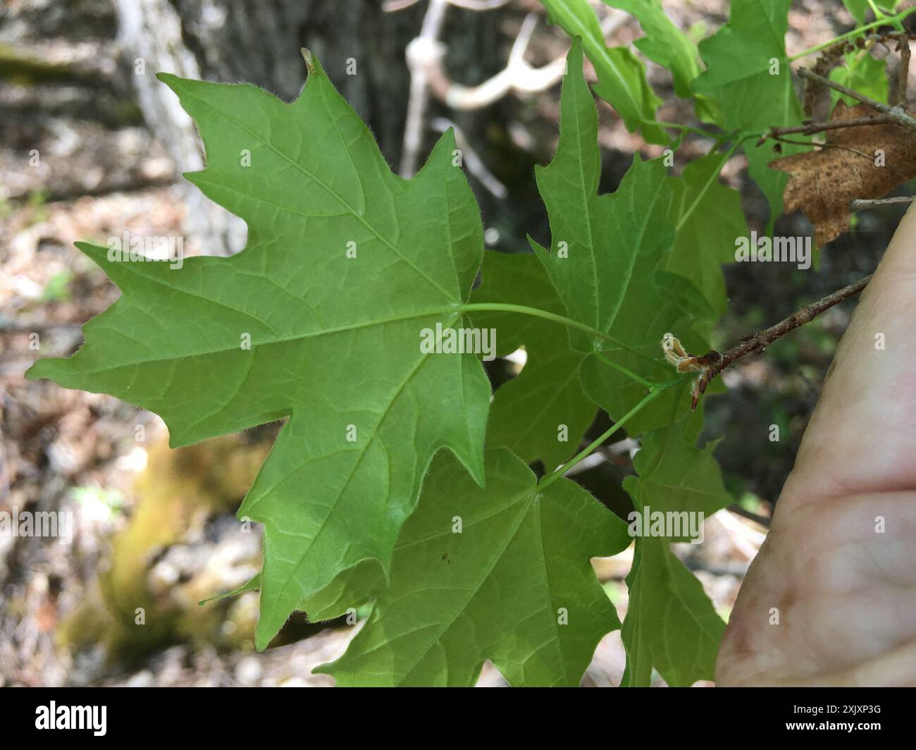 chalk maple (Acer leucoderme) Plantae Stock Photo - Alamy