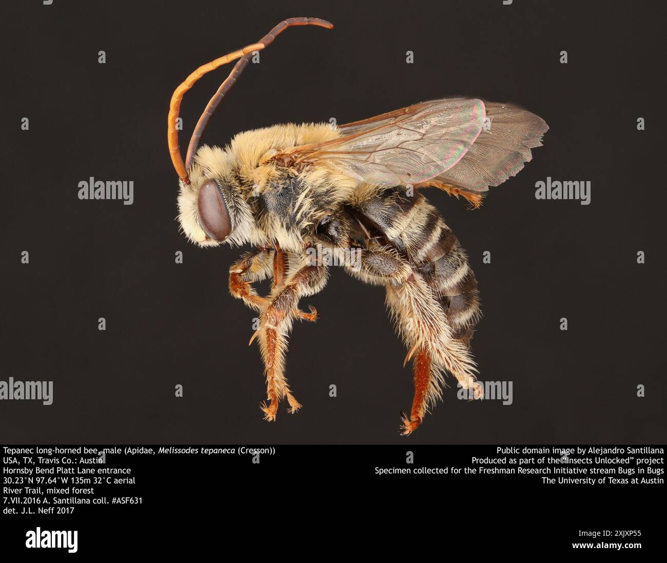 Tepaneca hi-res stock photography and images - Alamy