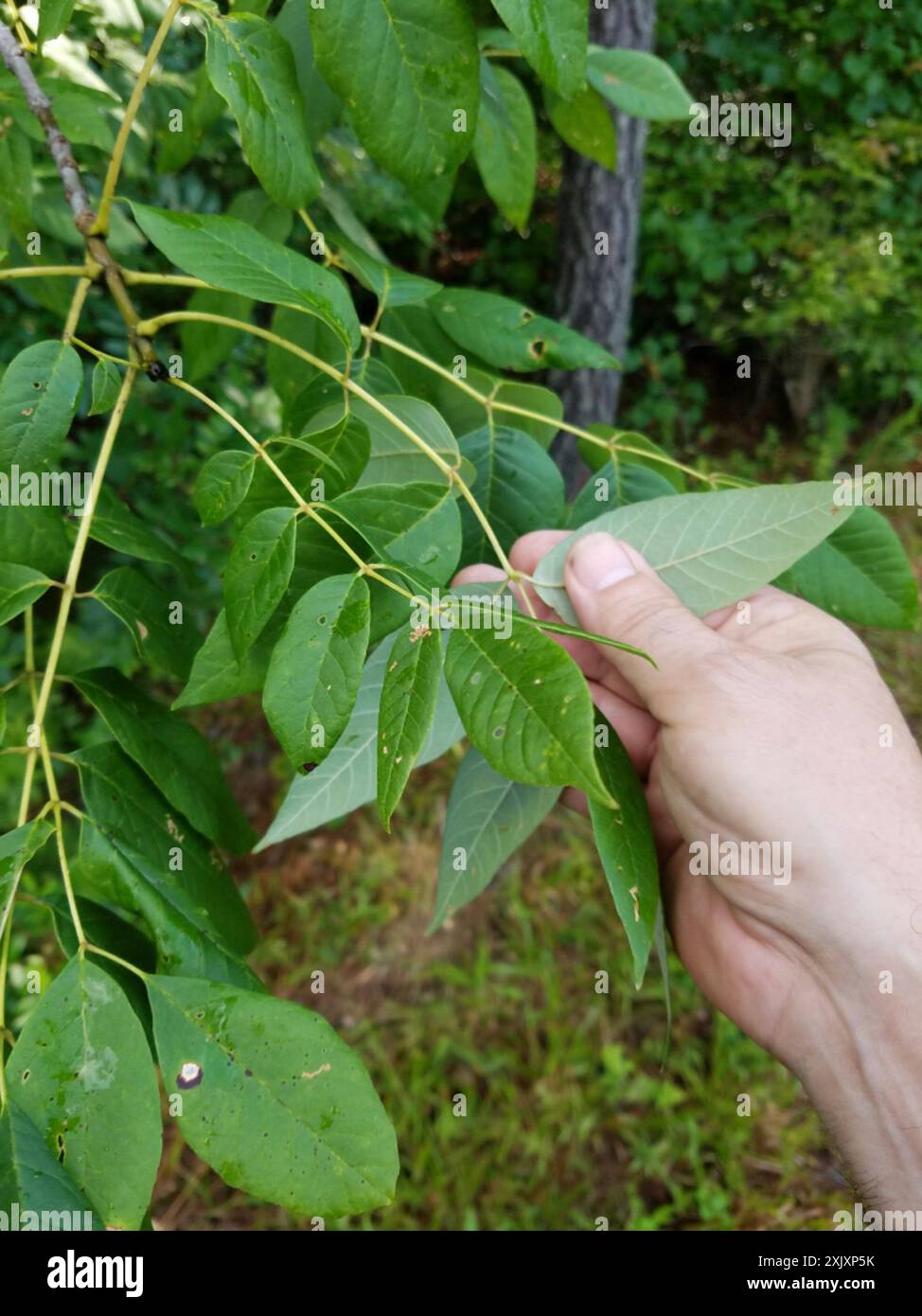 ashes (Fraxinus) Plantae Stock Photo - Alamy