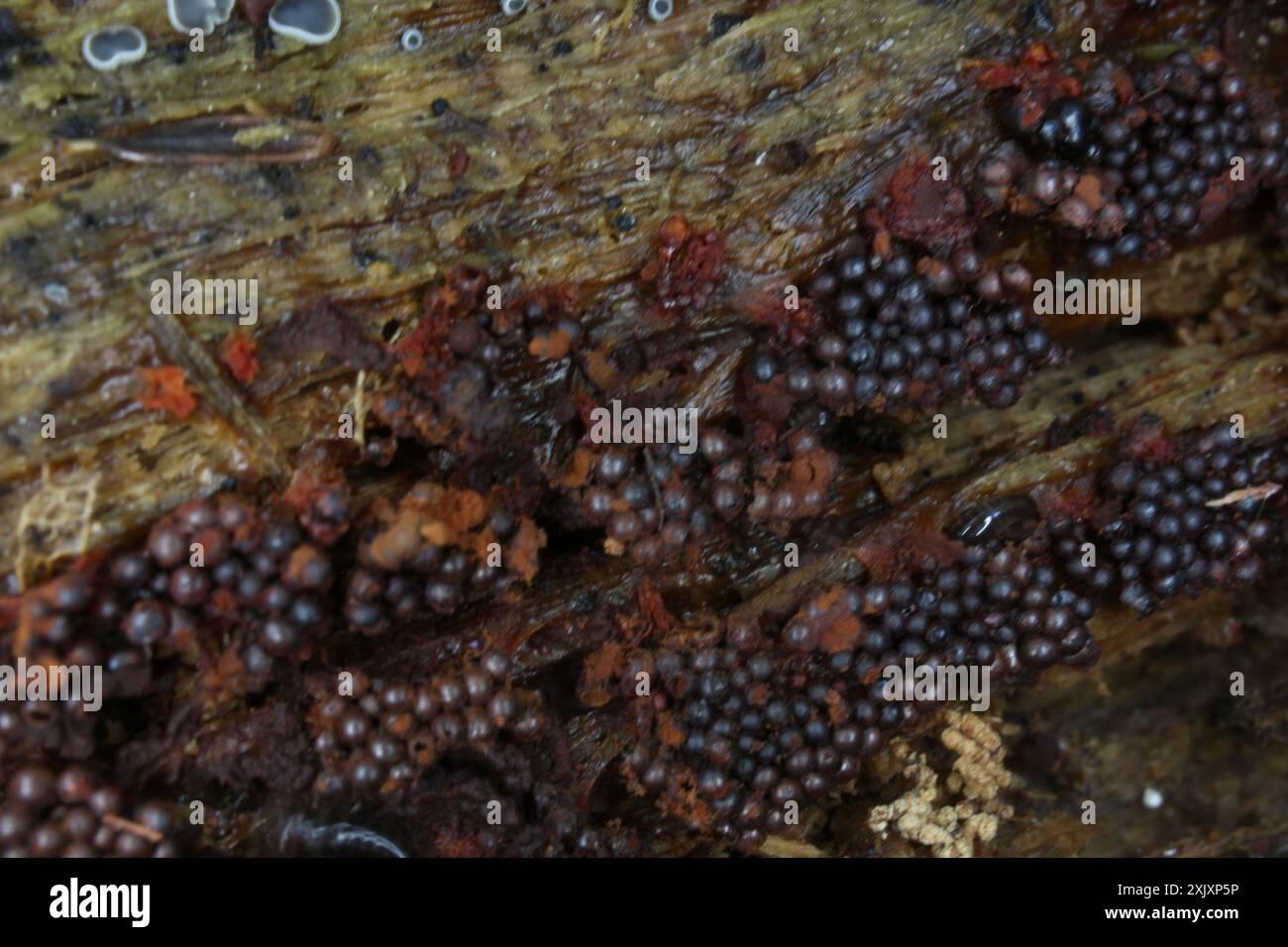 Wasp's Nest Slime Mold (Metatrichia vesparia) Protozoa Stock Photo - Alamy