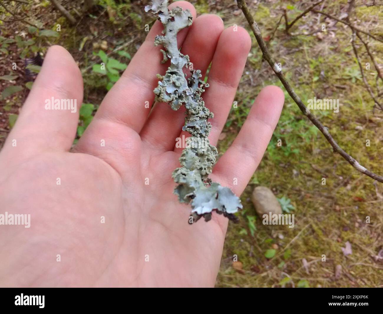 Ruffle Lichens (Parmotrema) Fungi Stock Photo - Alamy