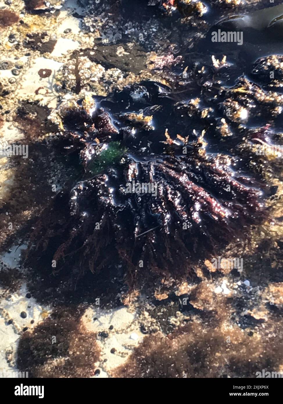 red algae (Rhodophyta) Plantae Stock Photo - Alamy