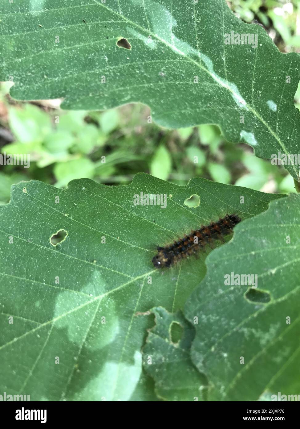 Spongy Moth (Lymantria dispar) Insecta Stock Photo - Alamy