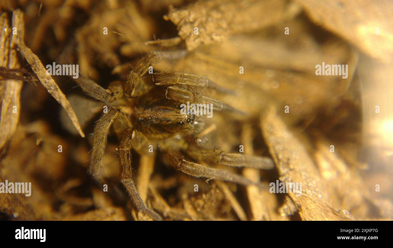 Rustic wolf spider hi-res stock photography and images - Alamy