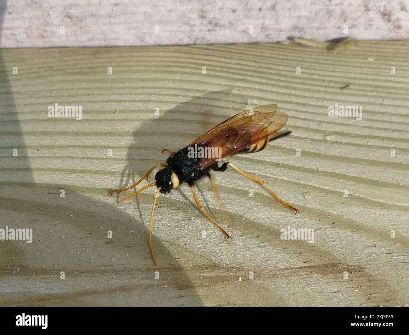 Giant Woodwasp (Urocerus gigas) Insecta Stock Photo - Alamy
