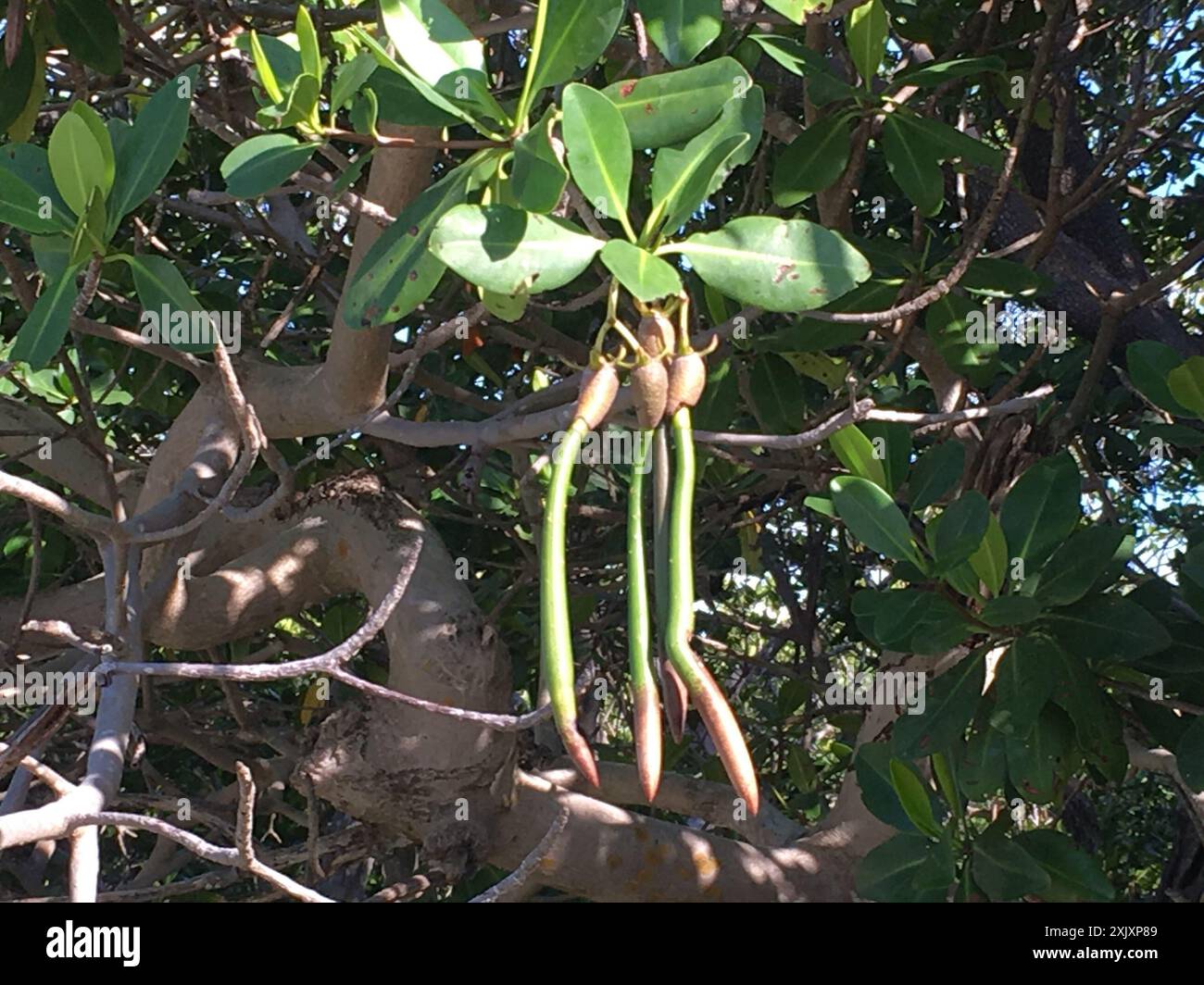 red mangrove (Rhizophora mangle) Plantae Stock Photo - Alamy
