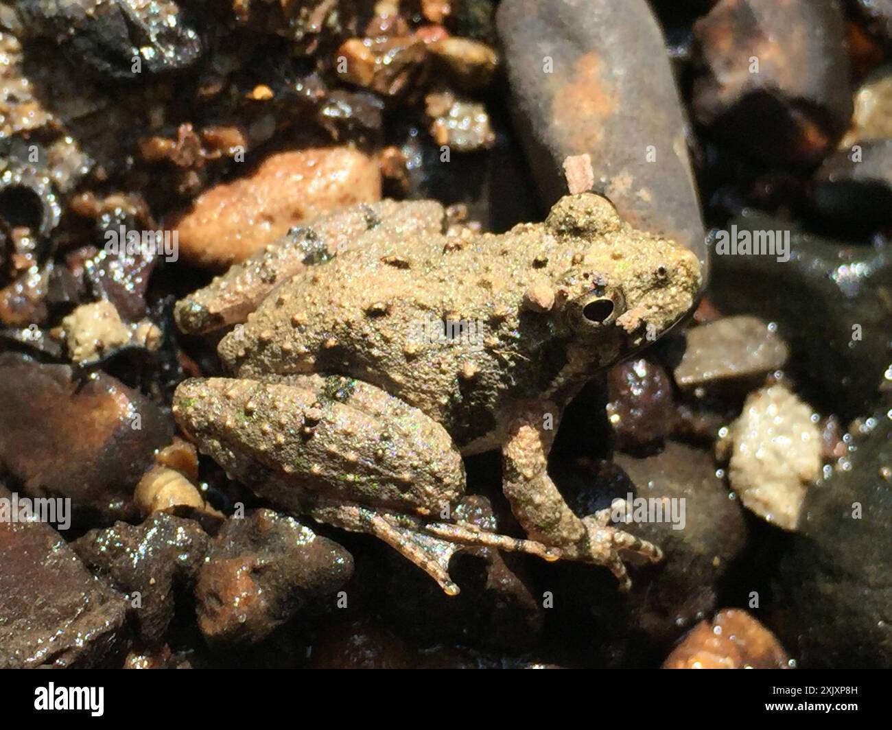 Northern Cricket Frog (Acris crepitans) Amphibia Stock Photo - Alamy