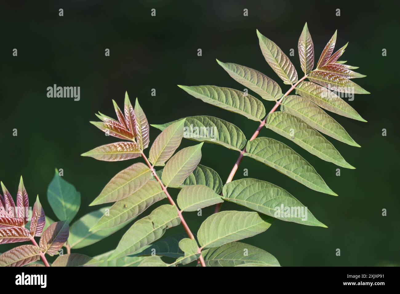 Tree of heaven hi-res stock photography and images - Alamy