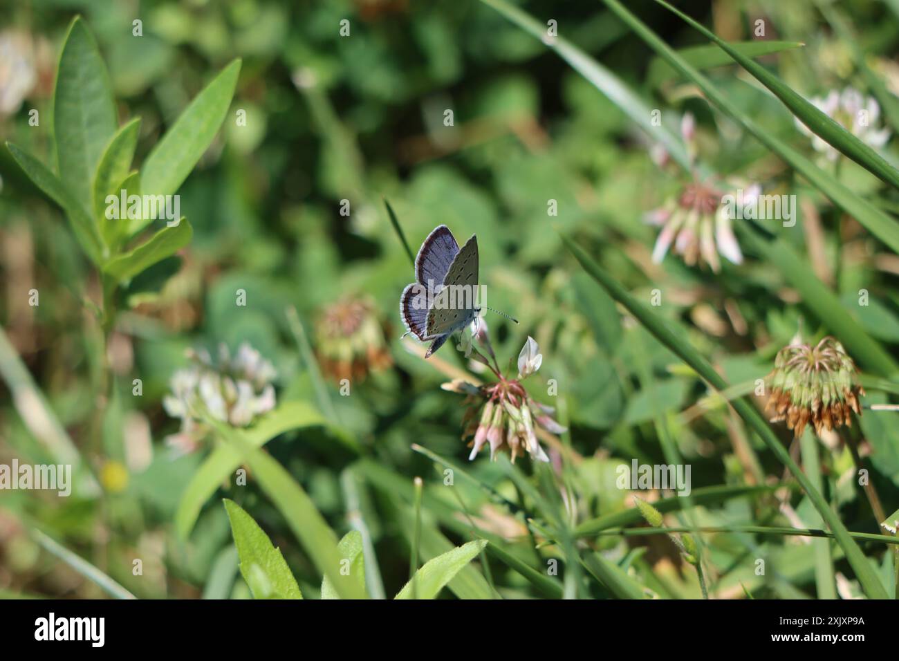 Small tiny butterfly hi-res stock photography and images - Alamy