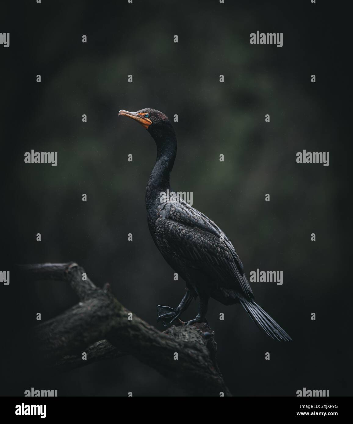 Faune cormoran hi-res stock photography and images - Alamy