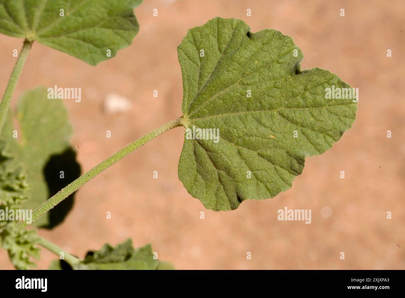 gray globemallow (Sphaeralcea incana) Plantae Stock Photo - Alamy