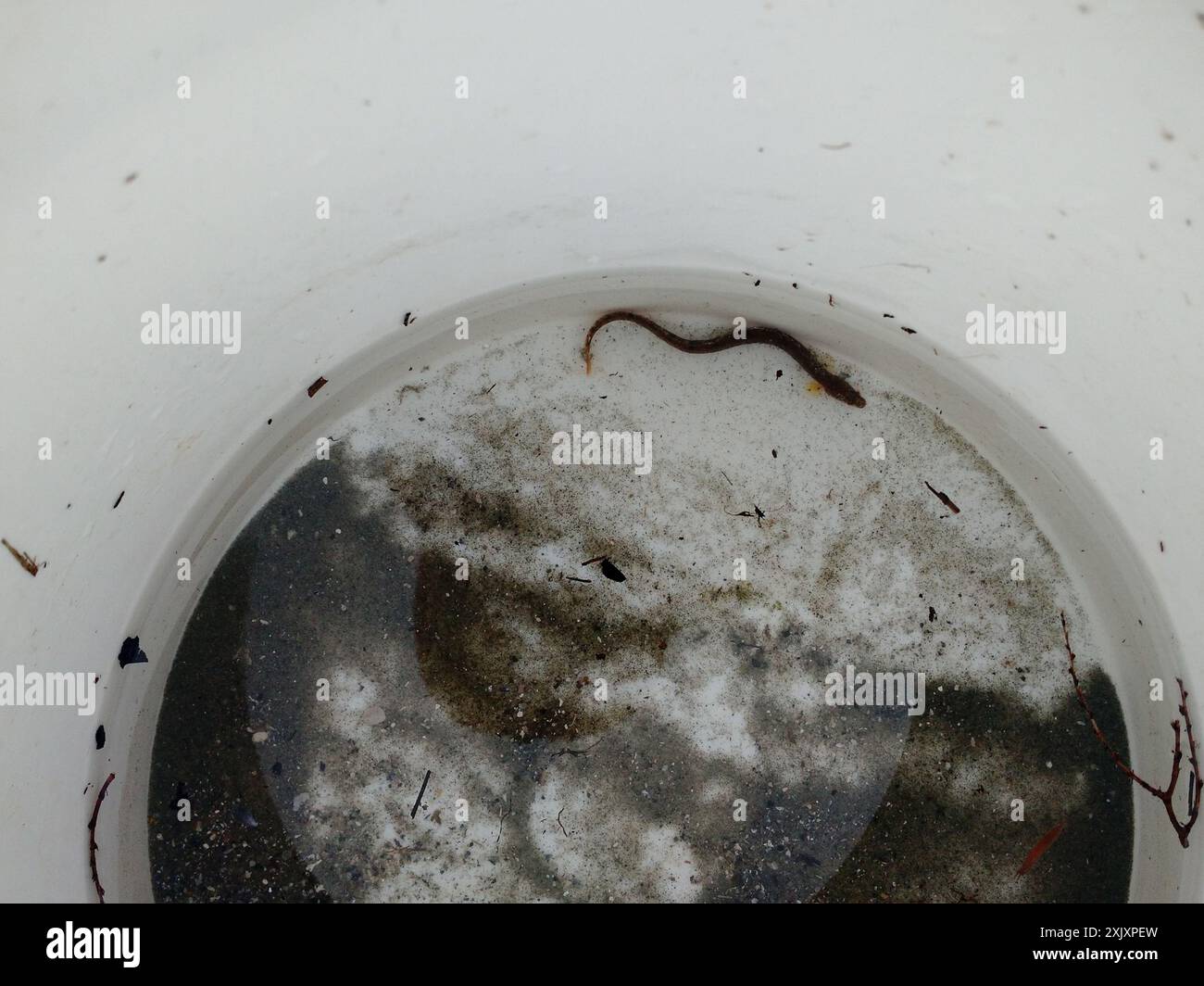 Gunnel pholis gunnellus hi-res stock photography and images - Alamy