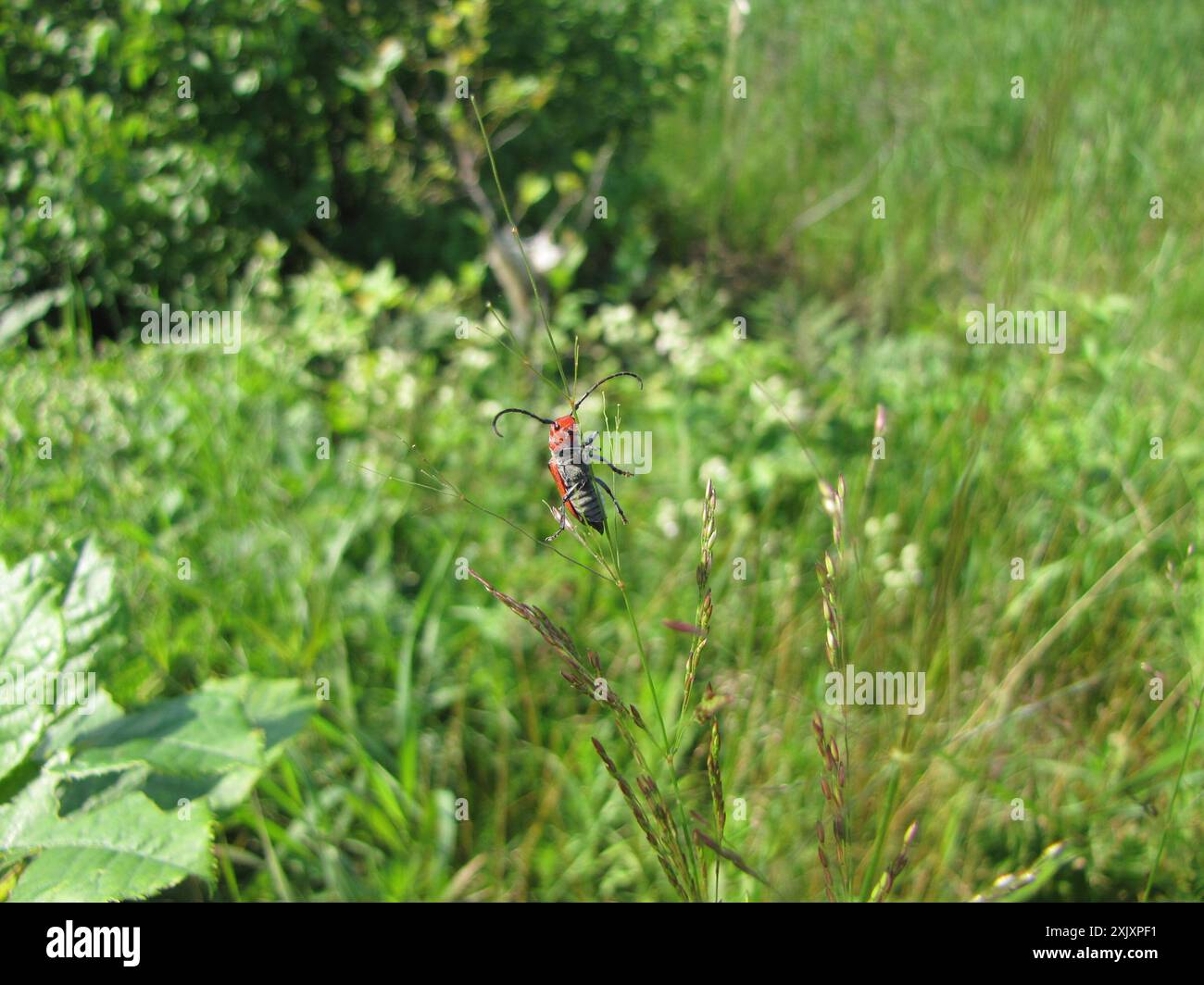 Red Milkweed Beetle (Tetraopes tetrophthalmus) Insecta Stock Photo - Alamy