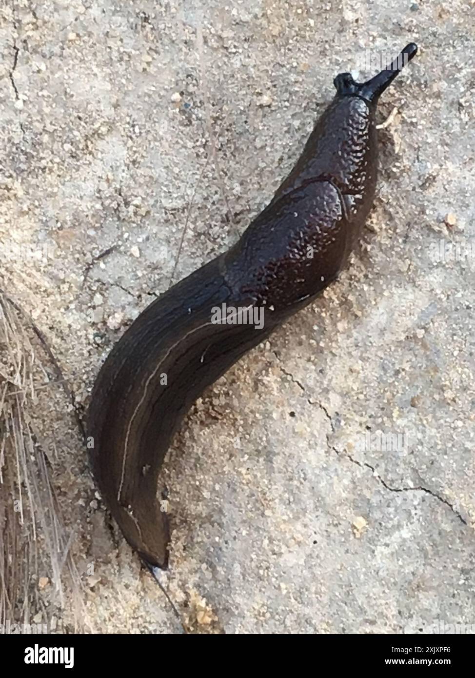 Greenhouse Slug (Milax gagates) Mollusca Stock Photo - Alamy