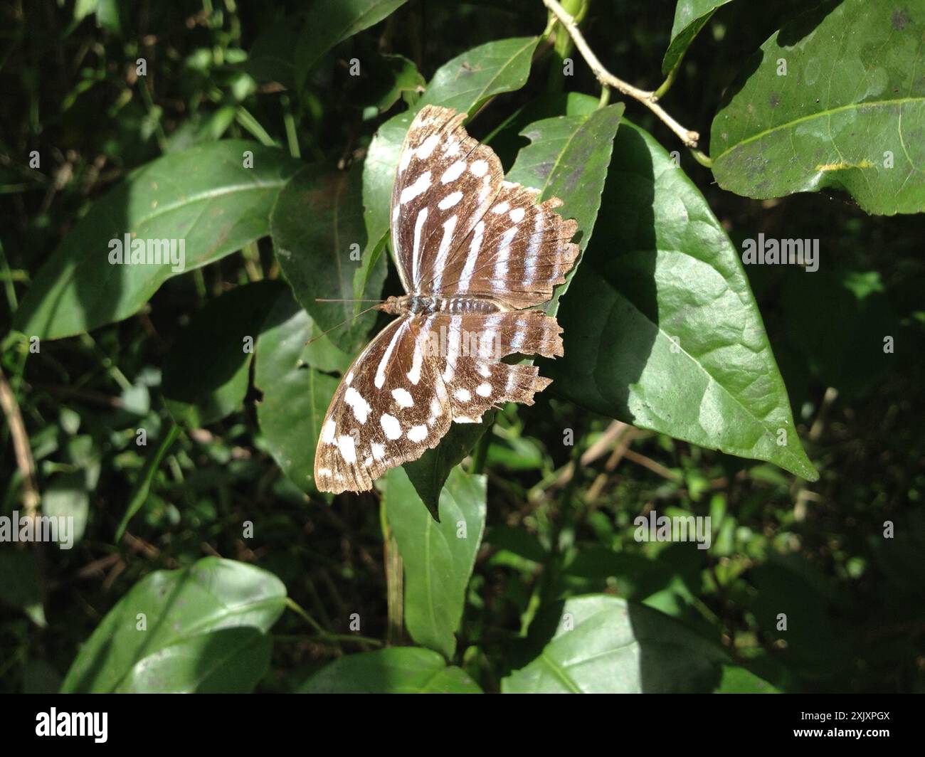 Whitened bluewing hi-res stock photography and images - Alamy