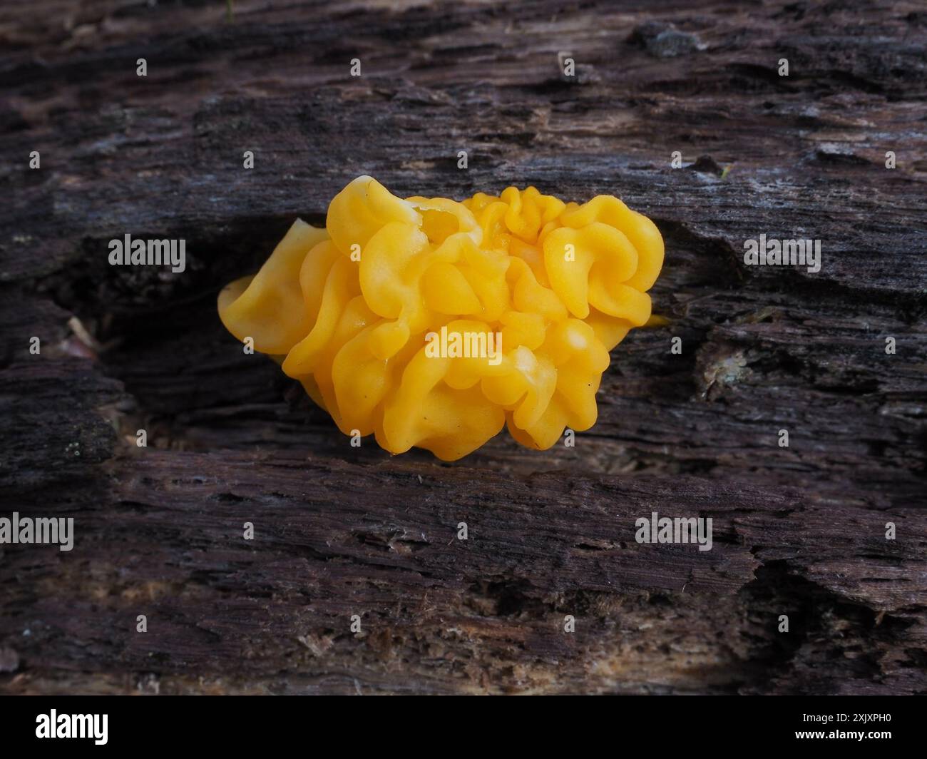 golden ear (Naematelia aurantia) Fungi Stock Photo - Alamy