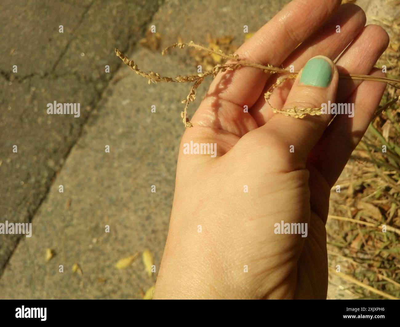grasses, sedges, cattails, and allies (Poales) Plantae Stock Photo - Alamy