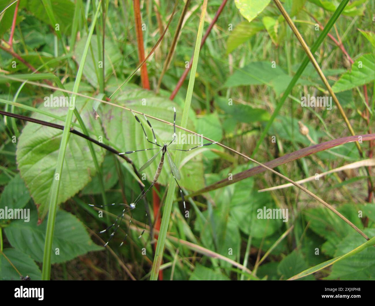Eastern Phantom Crane Fly (Bittacomorpha clavipes) Insecta Stock Photo ...