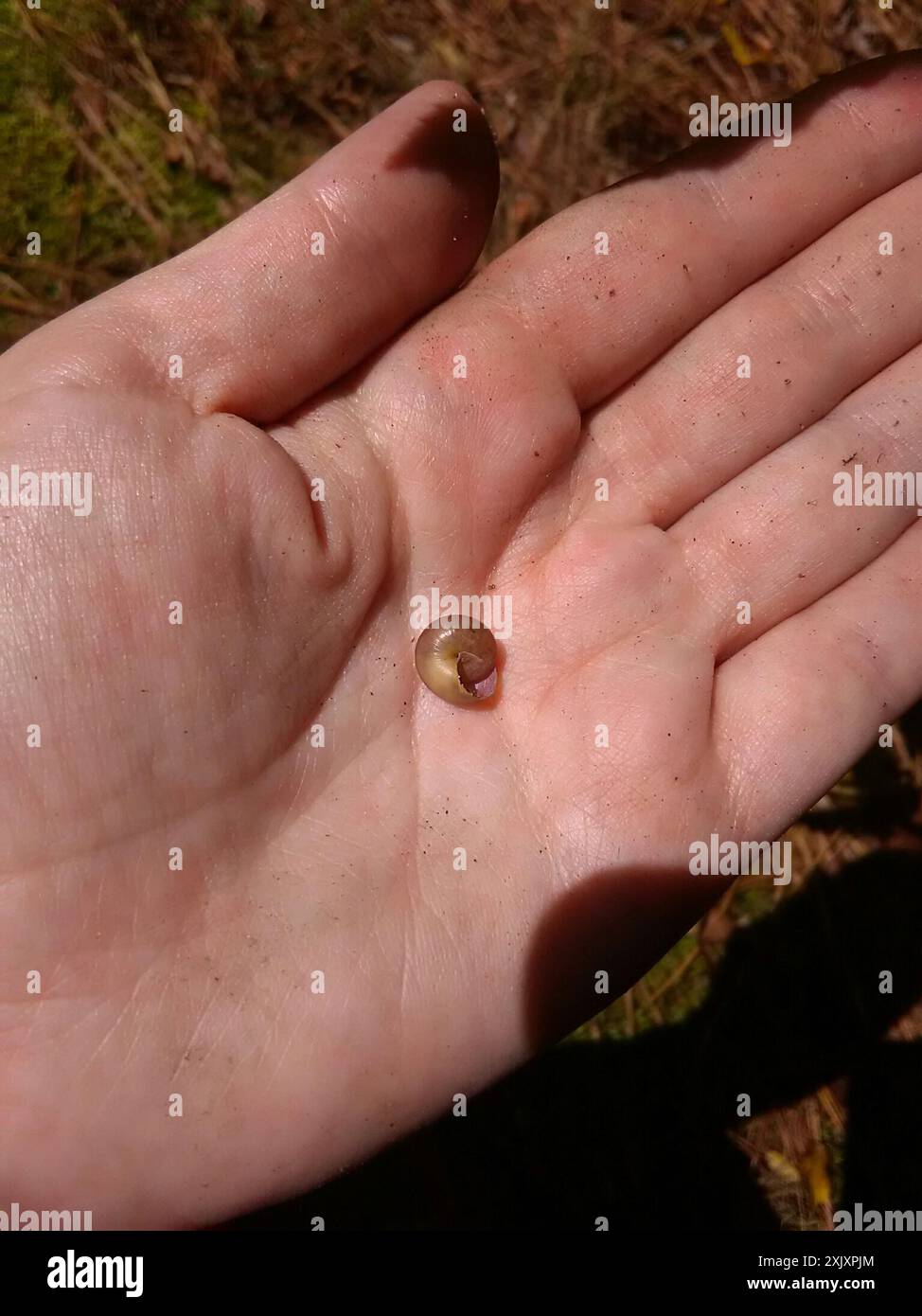 Pyramid snail hi-res stock photography and images - Alamy