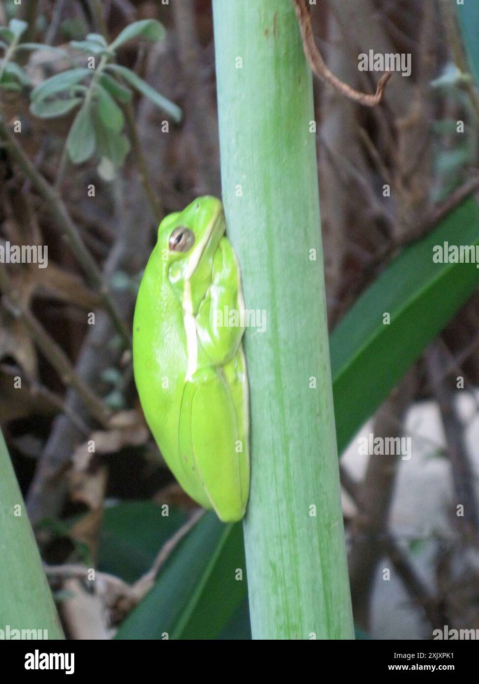 Green Treefrog (Hyla cinerea) Amphibia Stock Photo - Alamy