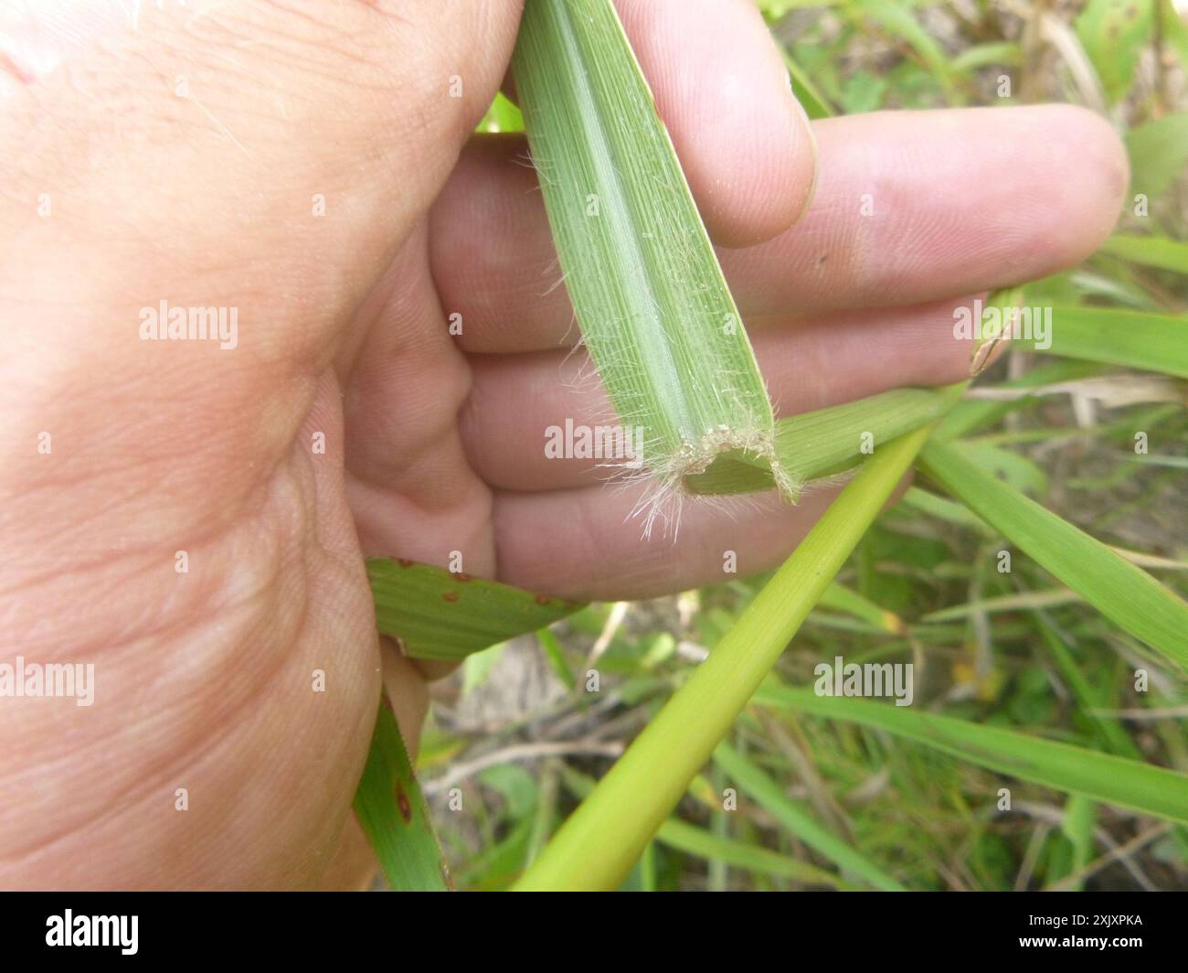 Florida paspalum (Paspalum floridanum) Plantae Stock Photo - Alamy