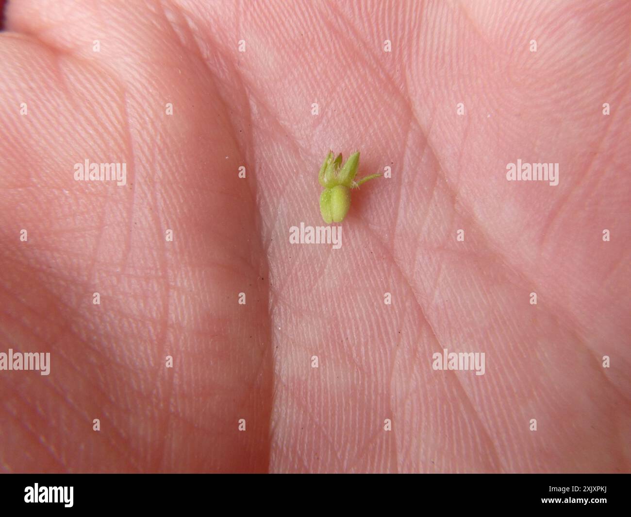 Florida Pusley (Richardia scabra) Plantae Stock Photo - Alamy