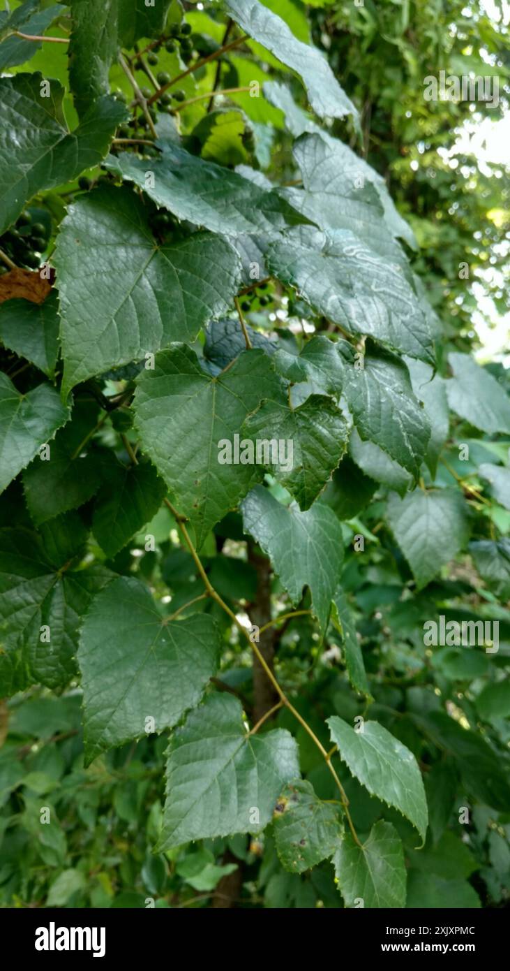 frost grape (Vitis vulpina) Plantae Stock Photo - Alamy