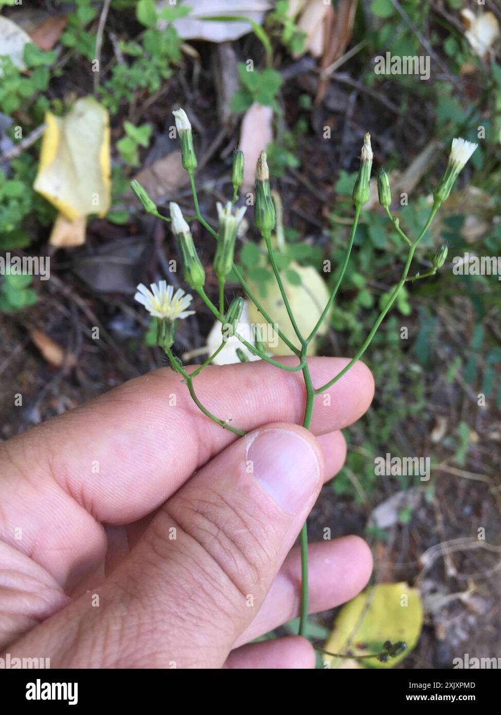 white hawkweed (Hieracium albiflorum) Plantae Stock Photo - Alamy