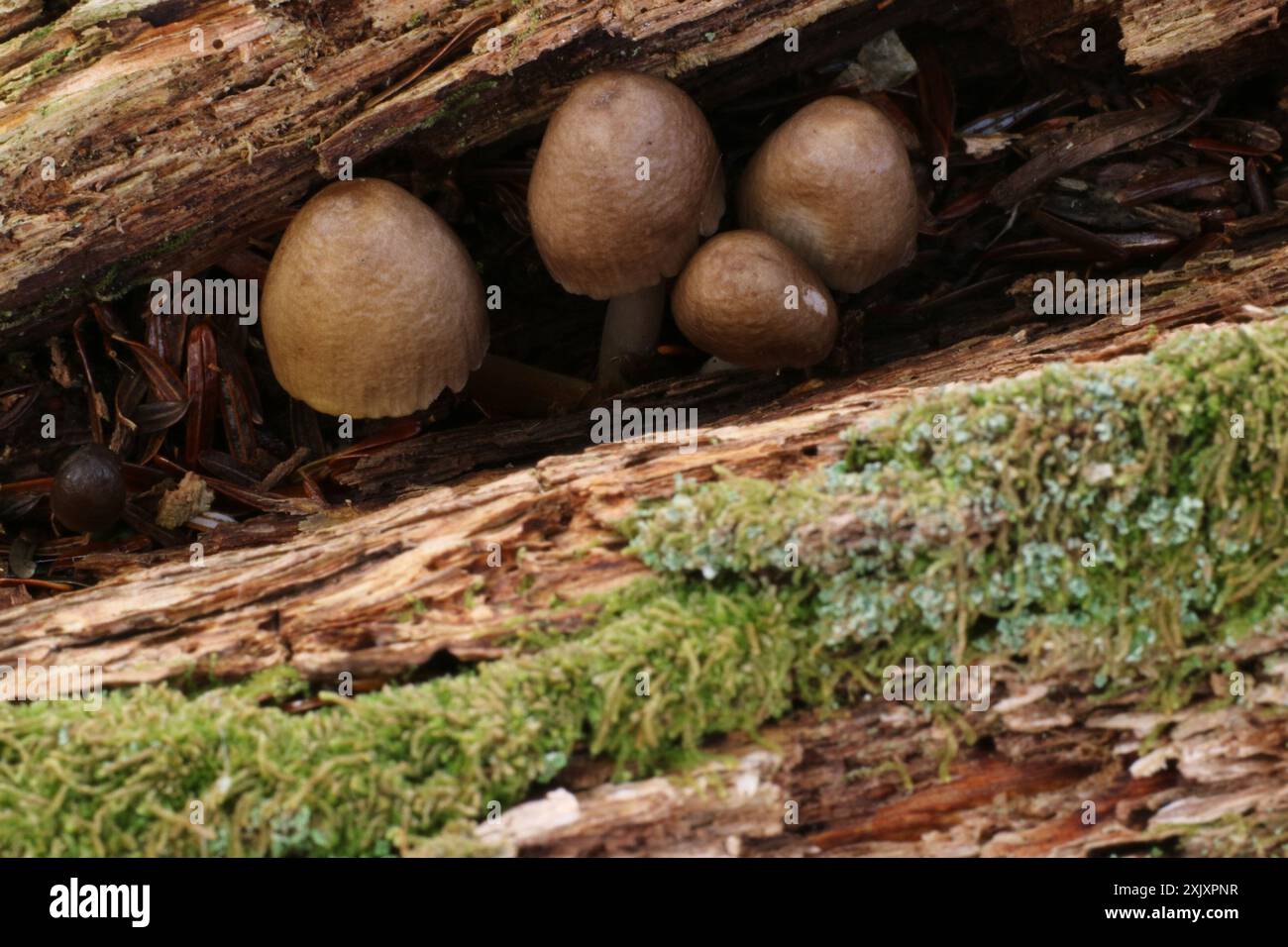 clustered bonnet (Mycena inclinata) Fungi Stock Photo - Alamy