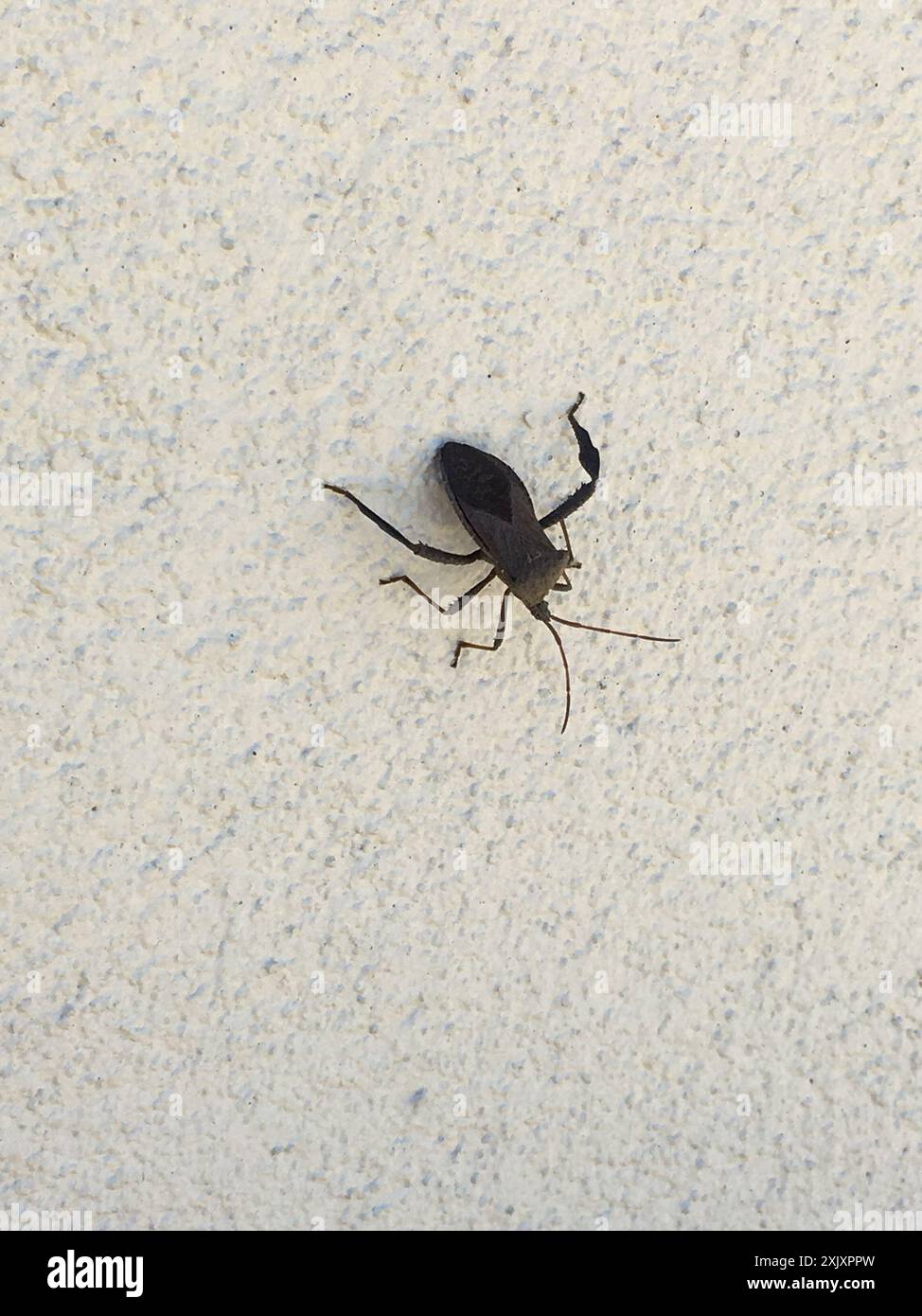 Florida Leaf-footed Bug (Acanthocephala femorata) Insecta Stock Photo ...
